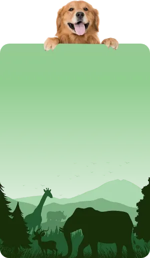 Hidden Luxury Villas in Bajkhet - A Dogs Story